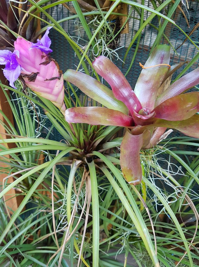 Nursery | Illovo Nursery